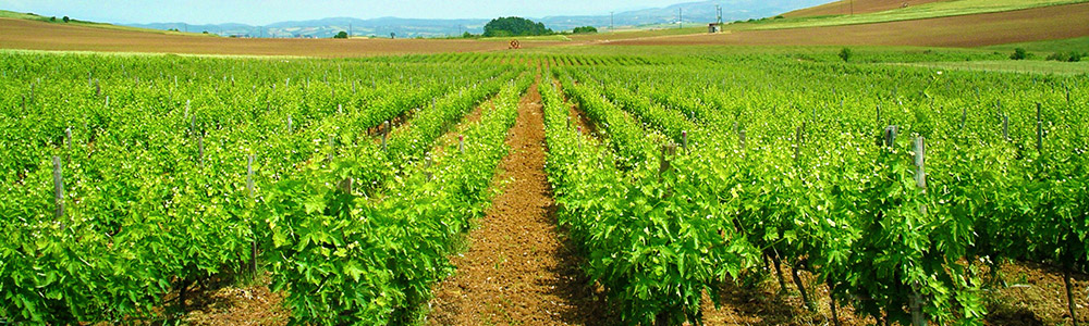 Chatzivaritis Estate and Greek Pronunciation … – Simone Madden-Grey ...