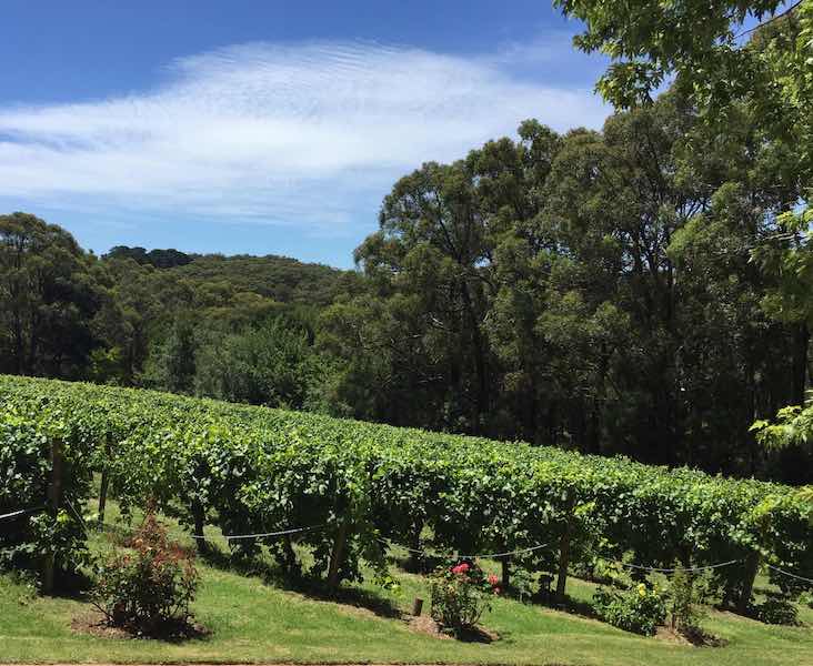 Mornington Peninsula: Main Ridge Estate – Simone Madden-Grey : Happy ...