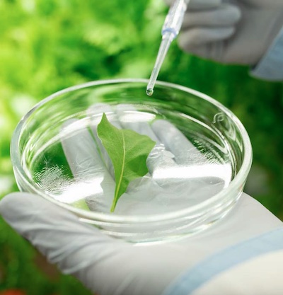 Grapegrower and Winemaker: Synthetic Biology – regulatory frameworks ...